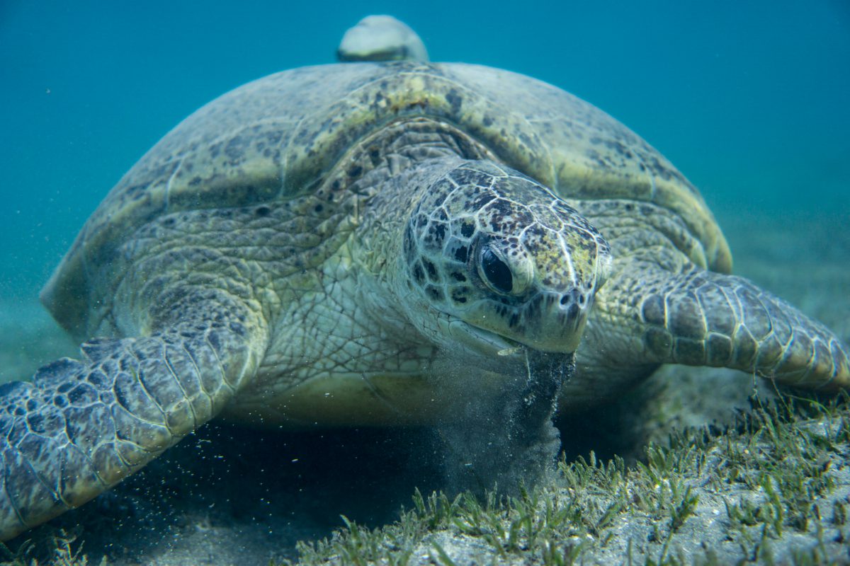 TÌNH HÌNH RÙA BIỂN TẠI VIỆT NAM - Choice